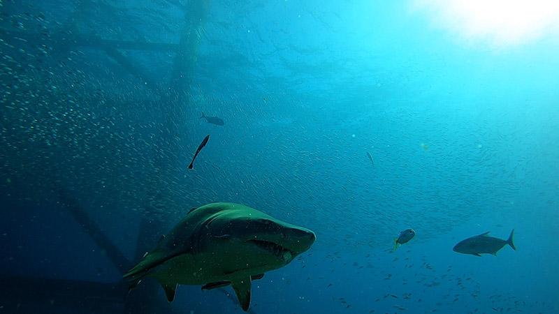Lots of Sharks Today - FPTower Inc.